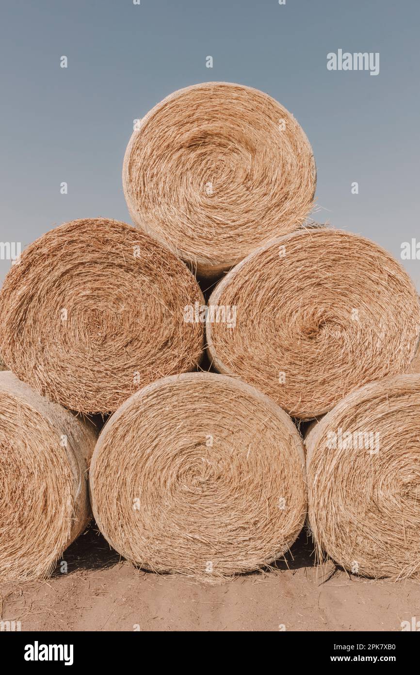 Stacked wrapped round hay bales in a field after harvest Stock Photo ...