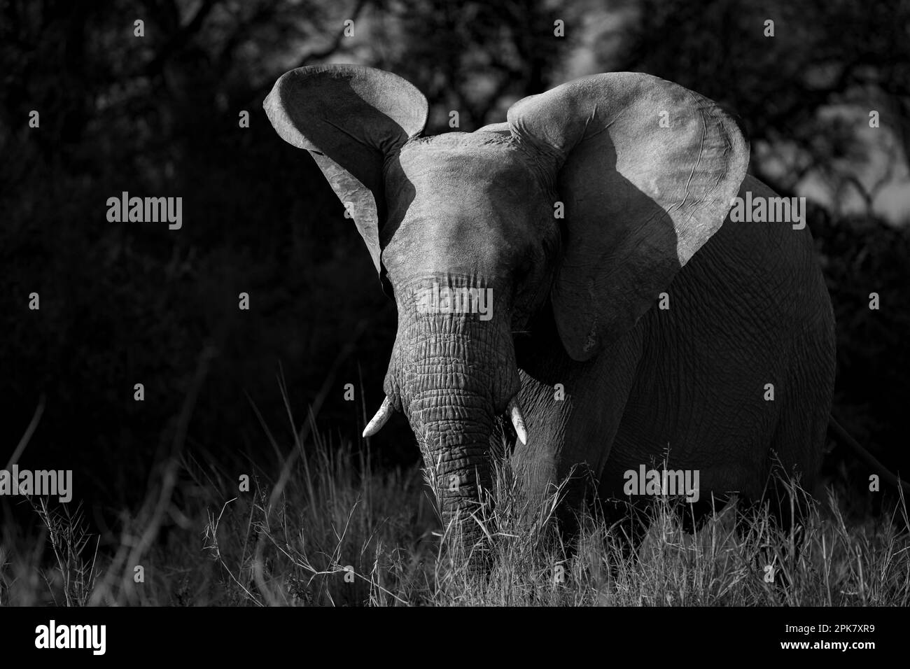 An elephant, Loxodonta africana, flapping its ears, in black and white ...
