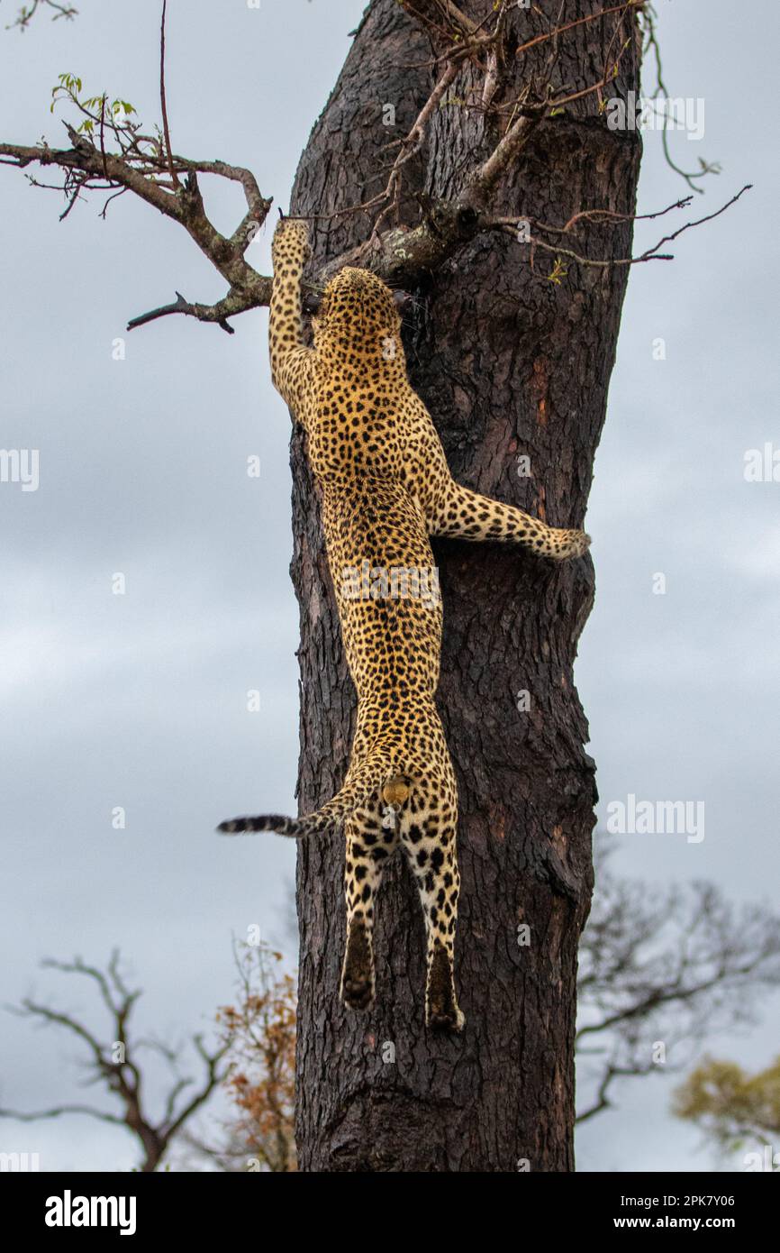 A male leopard, Panthera pardus, climbing up a tree Stock Photo - Alamy