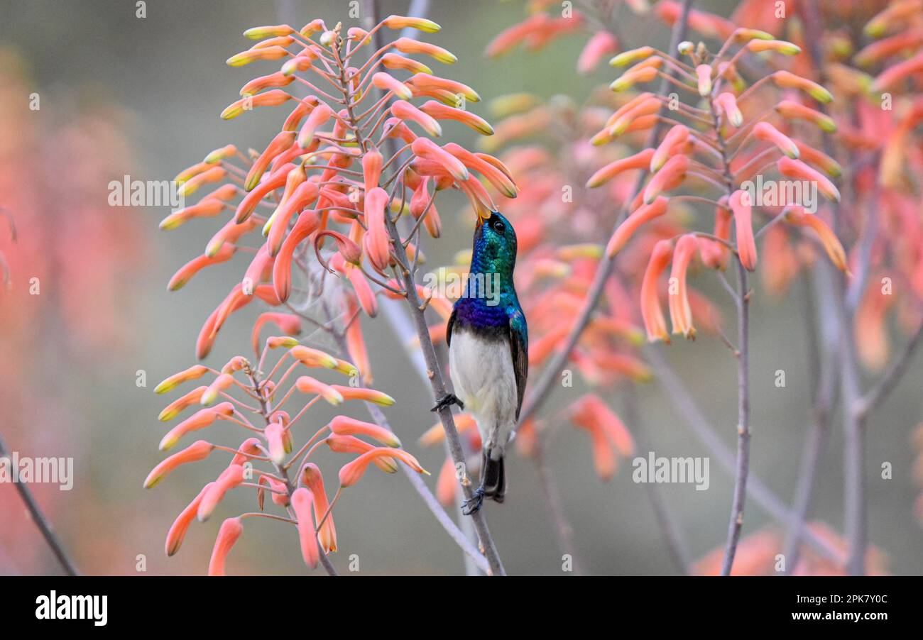 A White Bellied Sunbird, Cinnyris talatala, drinking nectar from an ...