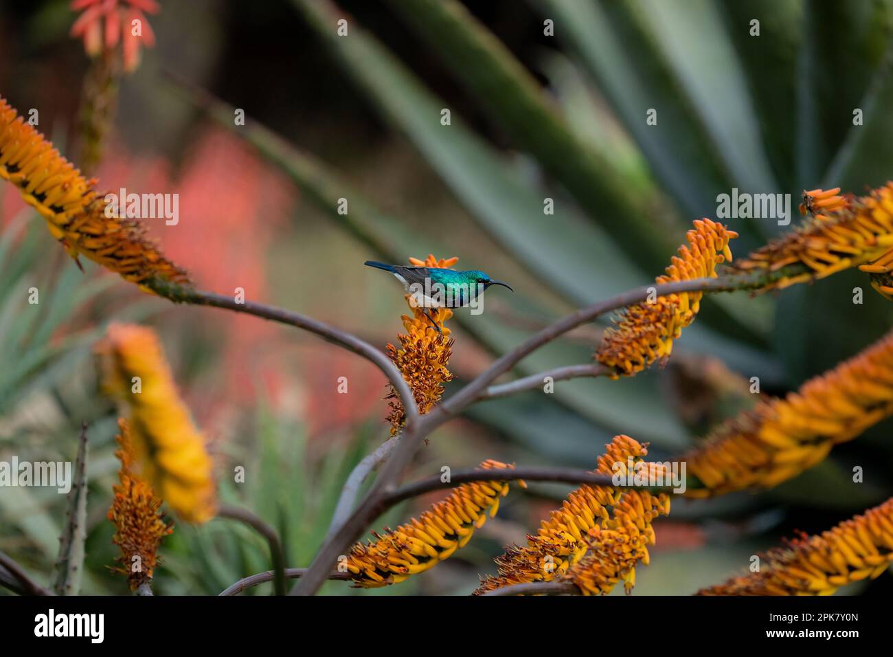 A White Bellied Sunbird, Cinnyris talatala, perched on an aloe plant ...
