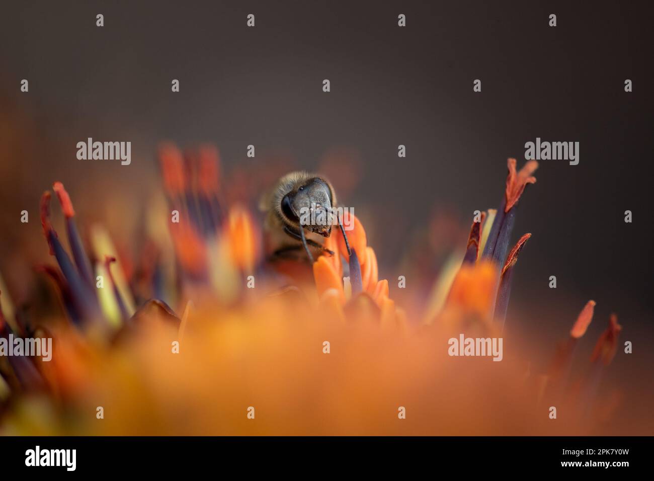 Anthophila family hi-res stock photography and images - Alamy