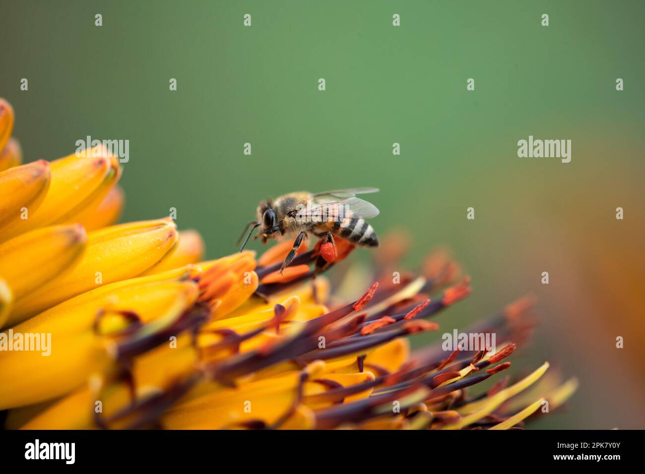 A bee, Anthophila, collecting pollen Stock Photo - Alamy