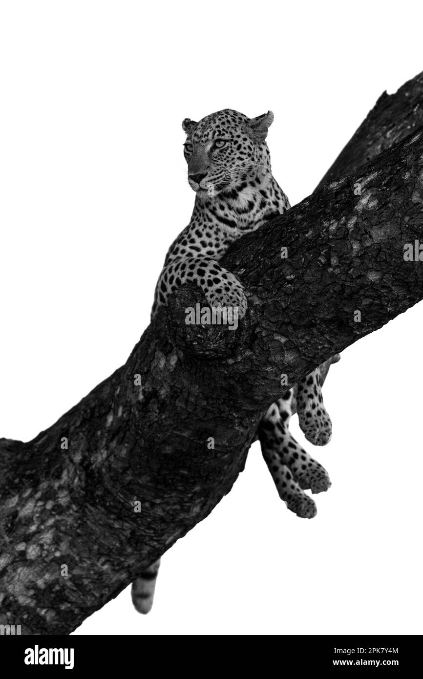 A leopard, Panthera pardus, lies down in the fork of a tree and gazes ...
