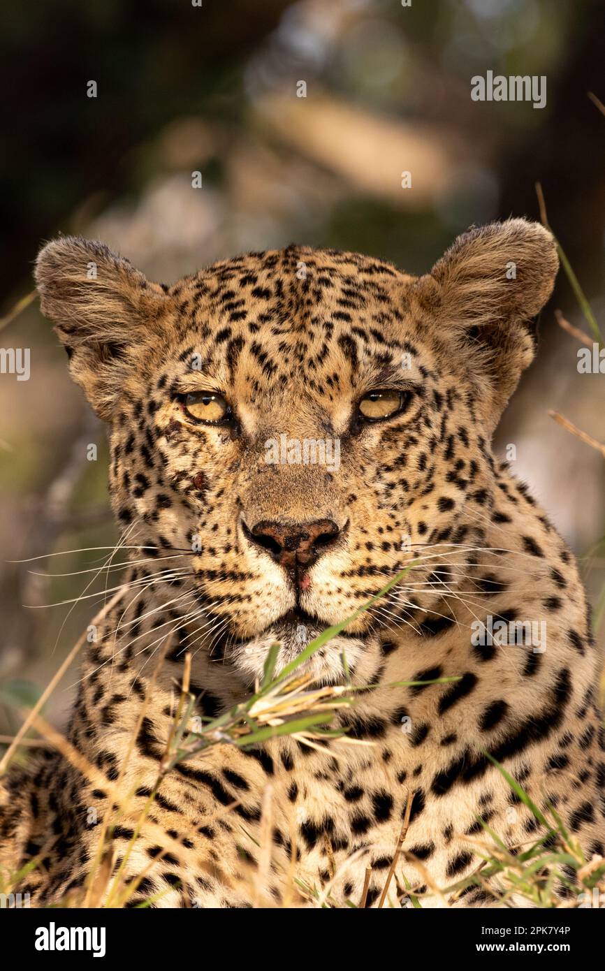 Leopards face hi-res stock photography and images - Alamy