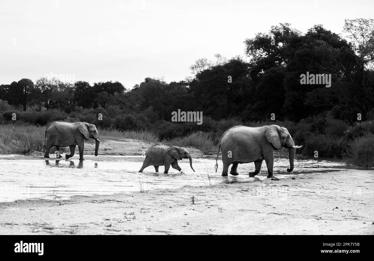 Three elephants, Loxodonta africana, cross a riverbed, in black and ...