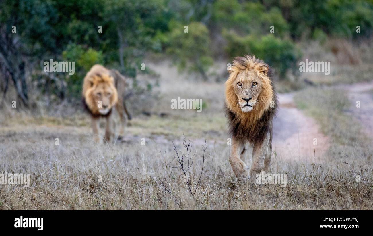 Two male lions, Panthera leo, walk together Stock Photo - Alamy
