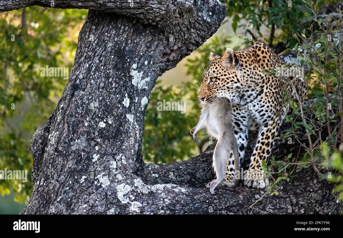 A leopard, Panthera pardus, sits in a tree with a dead vervet monkey ...
