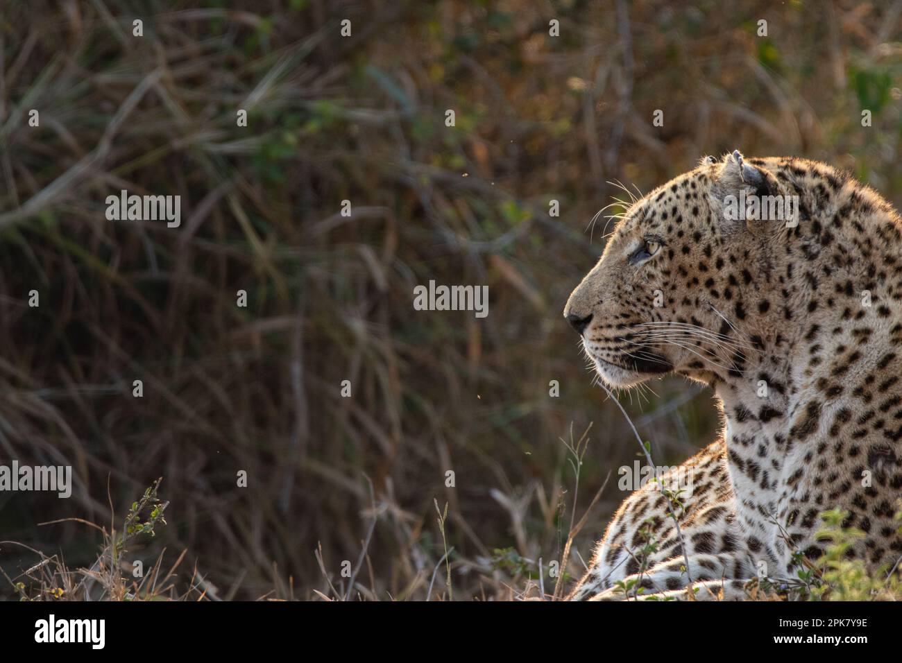 Side profile of a male leopard, Panthera pardus Stock Photo - Alamy