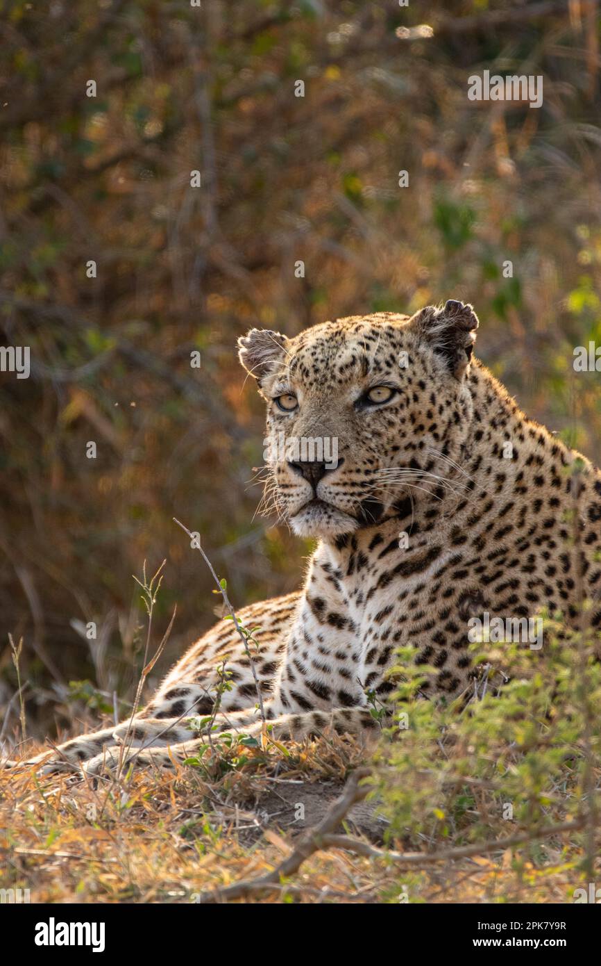 Front-view portrait of a male leopard, Panthera pardus, lying in the ...