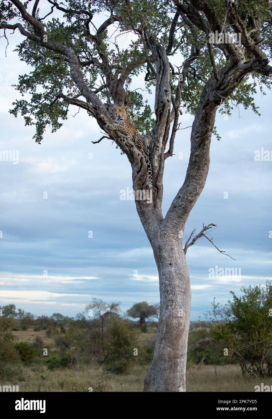 A leopard, Panthera pardus, lies down in a leadwood tree, gazes out ...