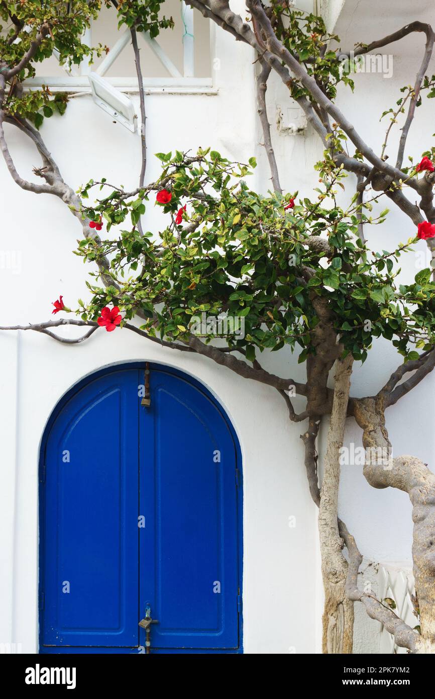 Traditional white Greek house facade with blue door and blooming tree ...