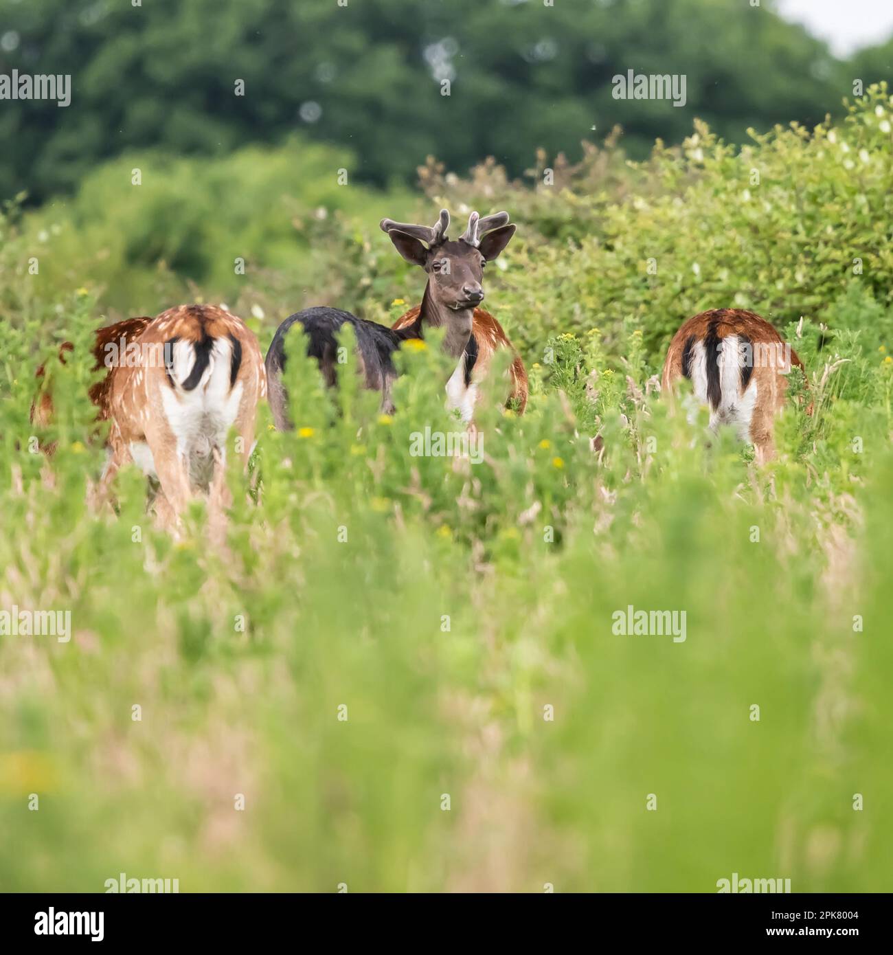Knepp Wildlife Park, Horsham, West Sussex Stock Photo - Alamy