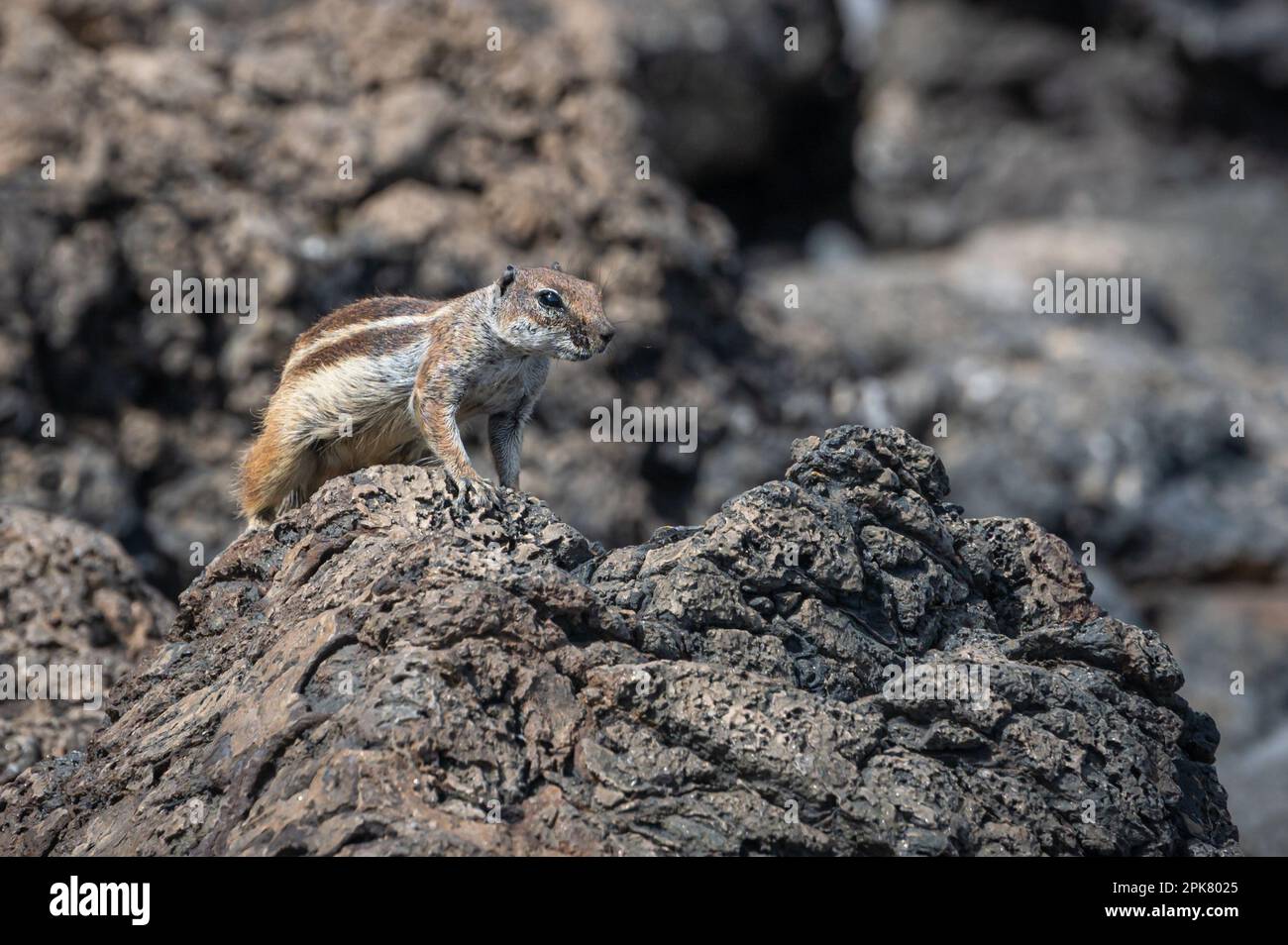Barbary ground squirrel, atlantoxerus getulus, amongst the rocks of ...