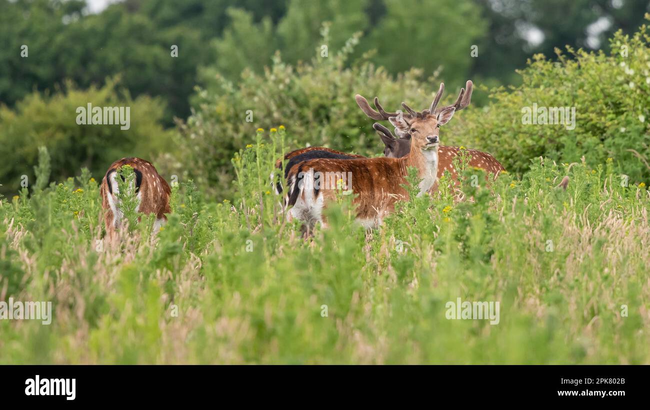 Knepp Wildlife Park, Horsham, West Sussex Stock Photo - Alamy