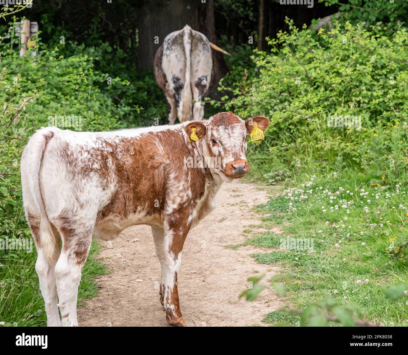 Knepp Wildlife Park, Horsham, West Sussex Stock Photo - Alamy
