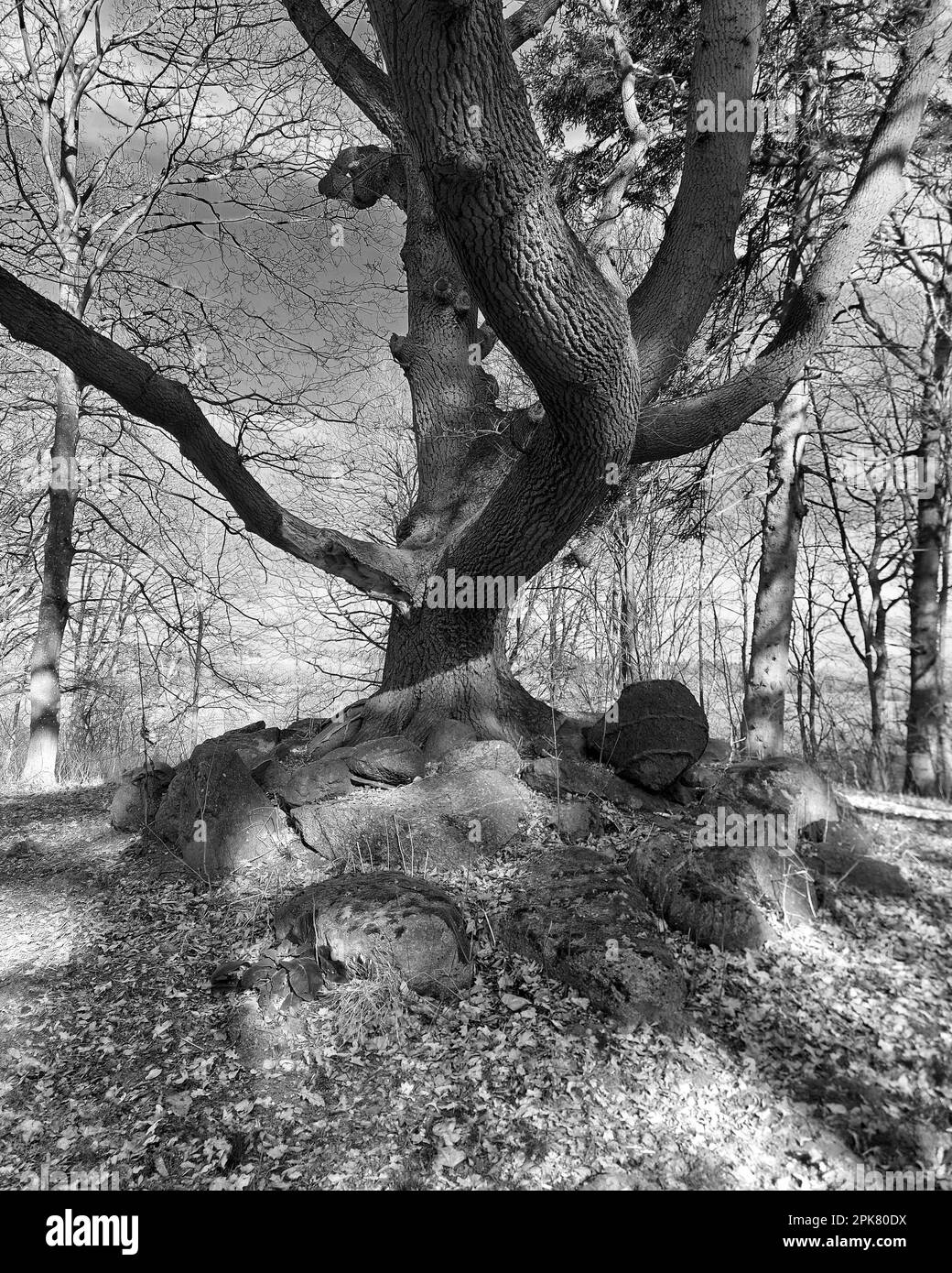 Stone formation under a big tree, part of megalithic tomb in northern ...
