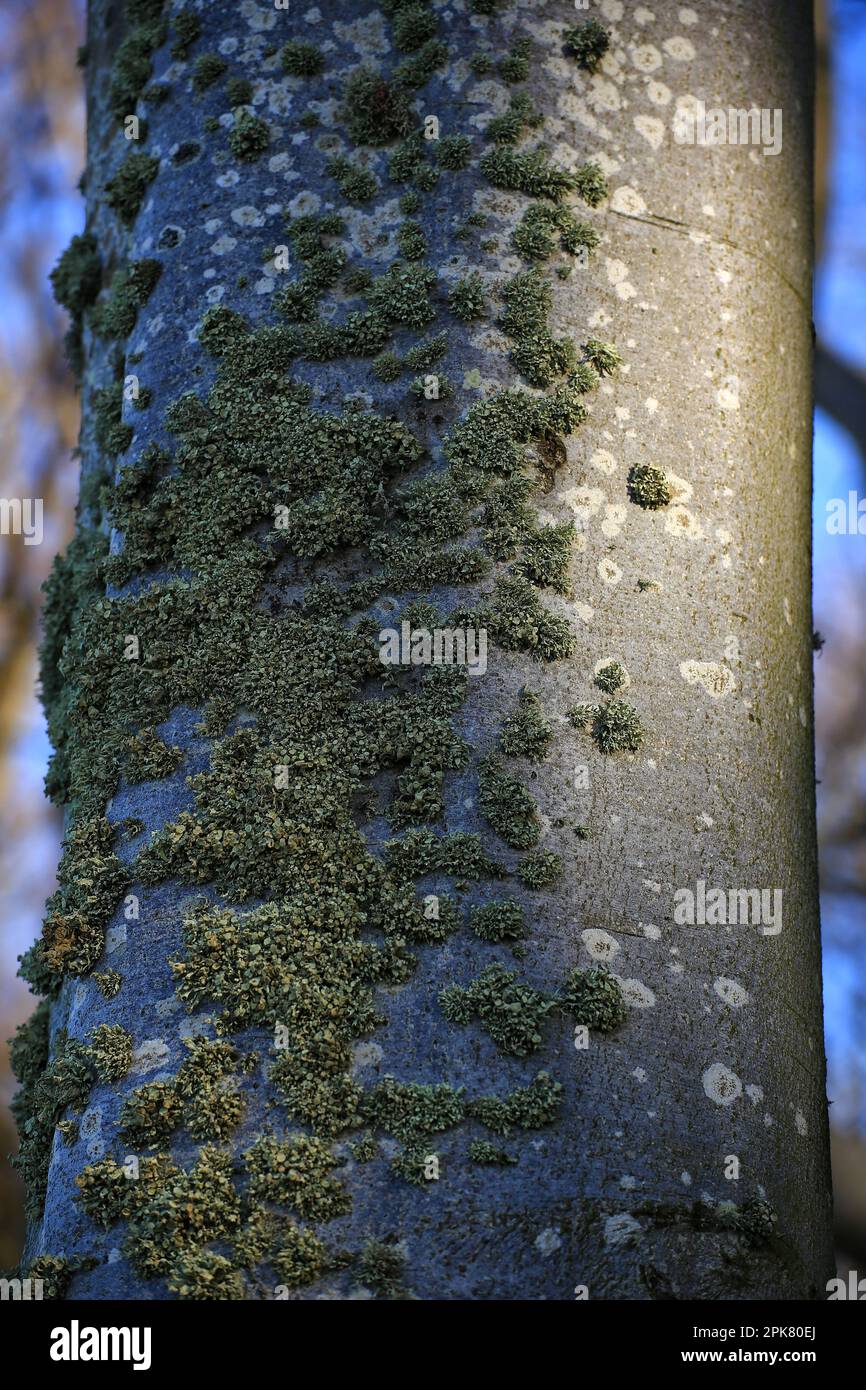 Different lichen species (Cladonia and other) growing on the trunk of a ...