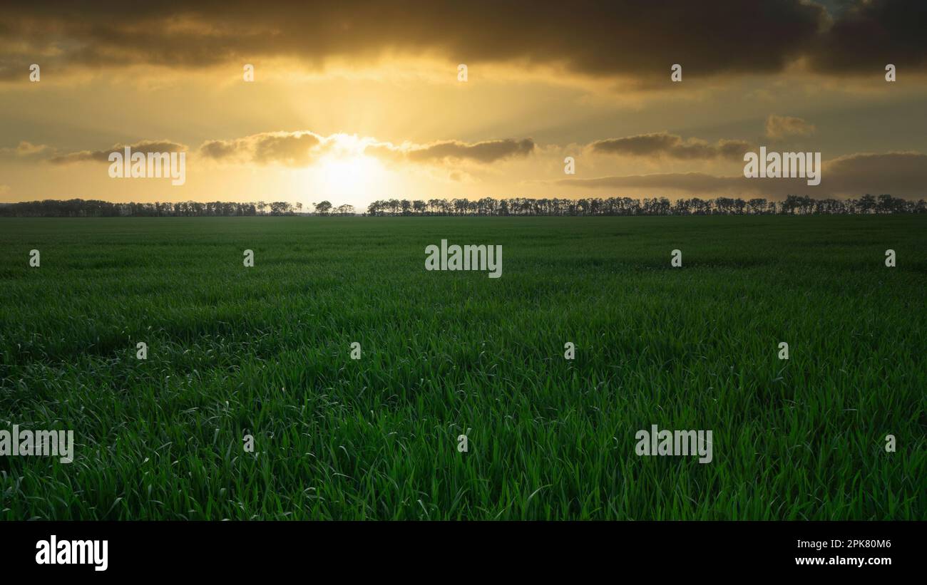 Early spring green field with new crops. Farm, agricultural landscape ...