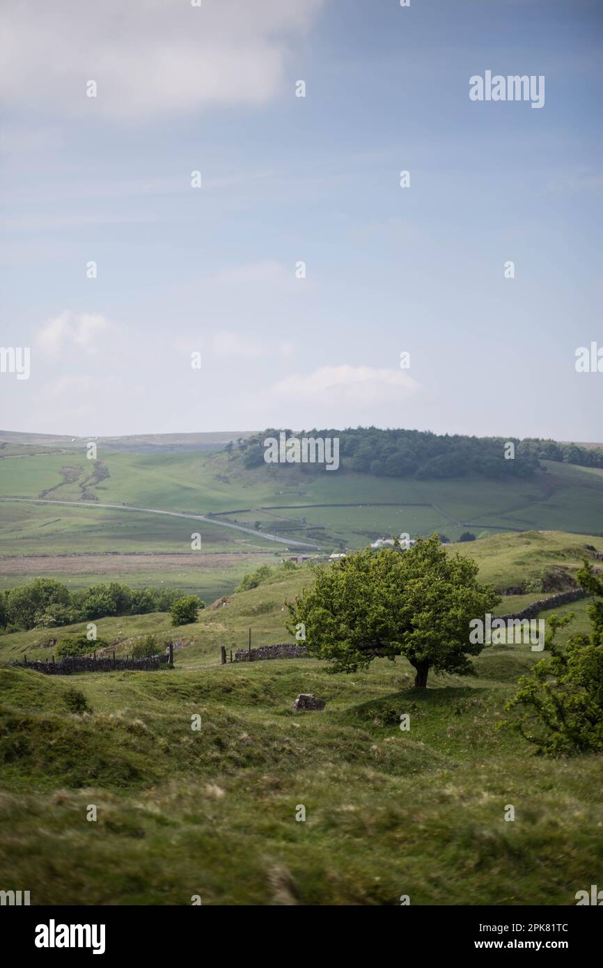 An idyllic rural landscape featuring an expansive field dotted with ...