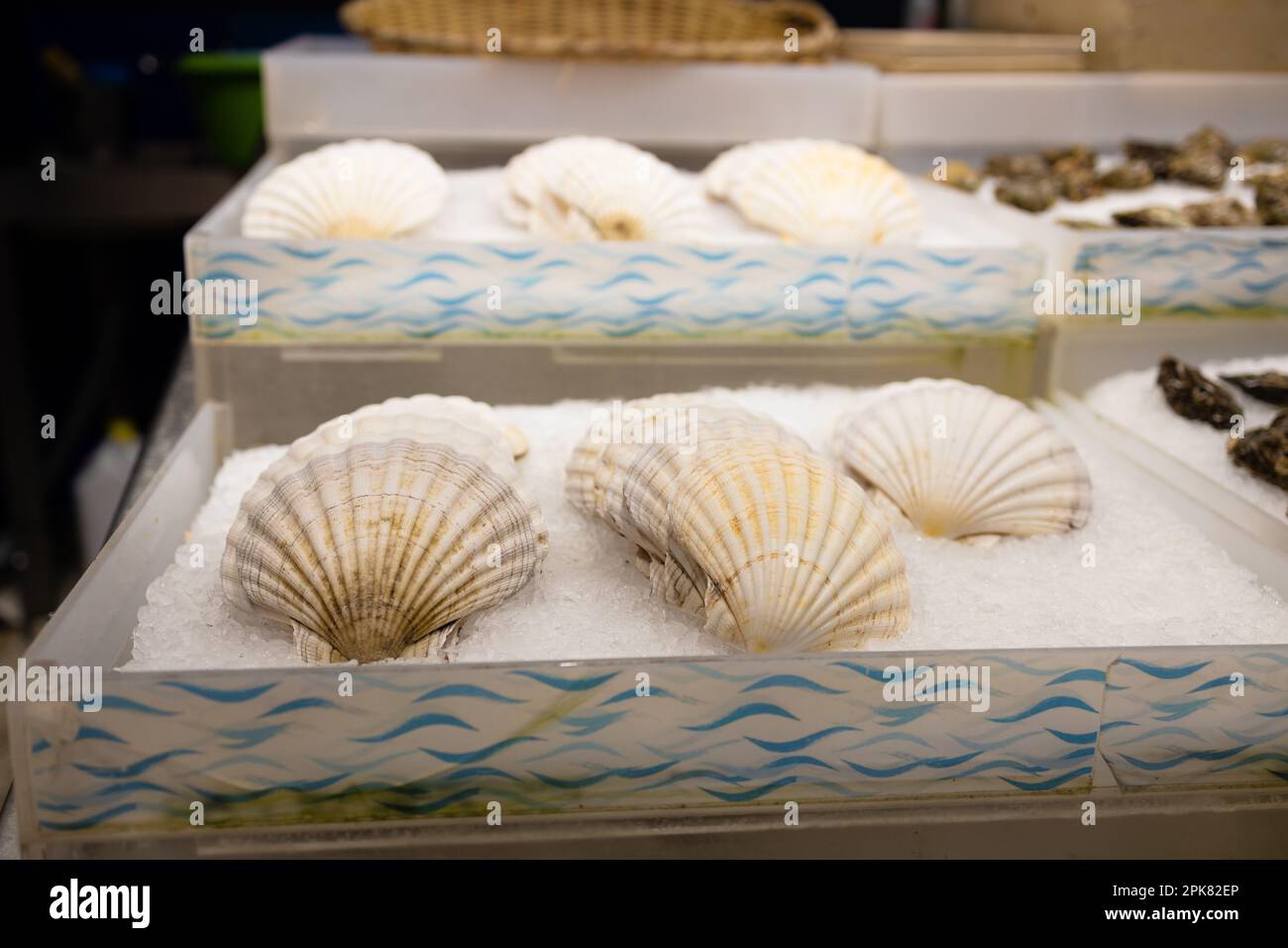 Fresh white scallops on a seafood market at Barcelona, Spain Stock ...