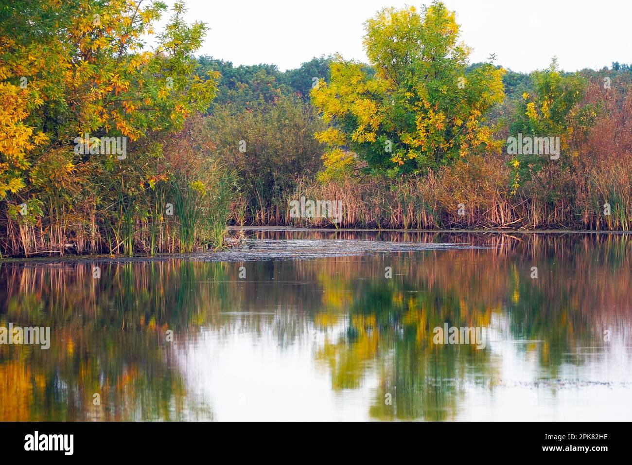 A small quiet river or pond with trees and bushes on the opposite Bank ...