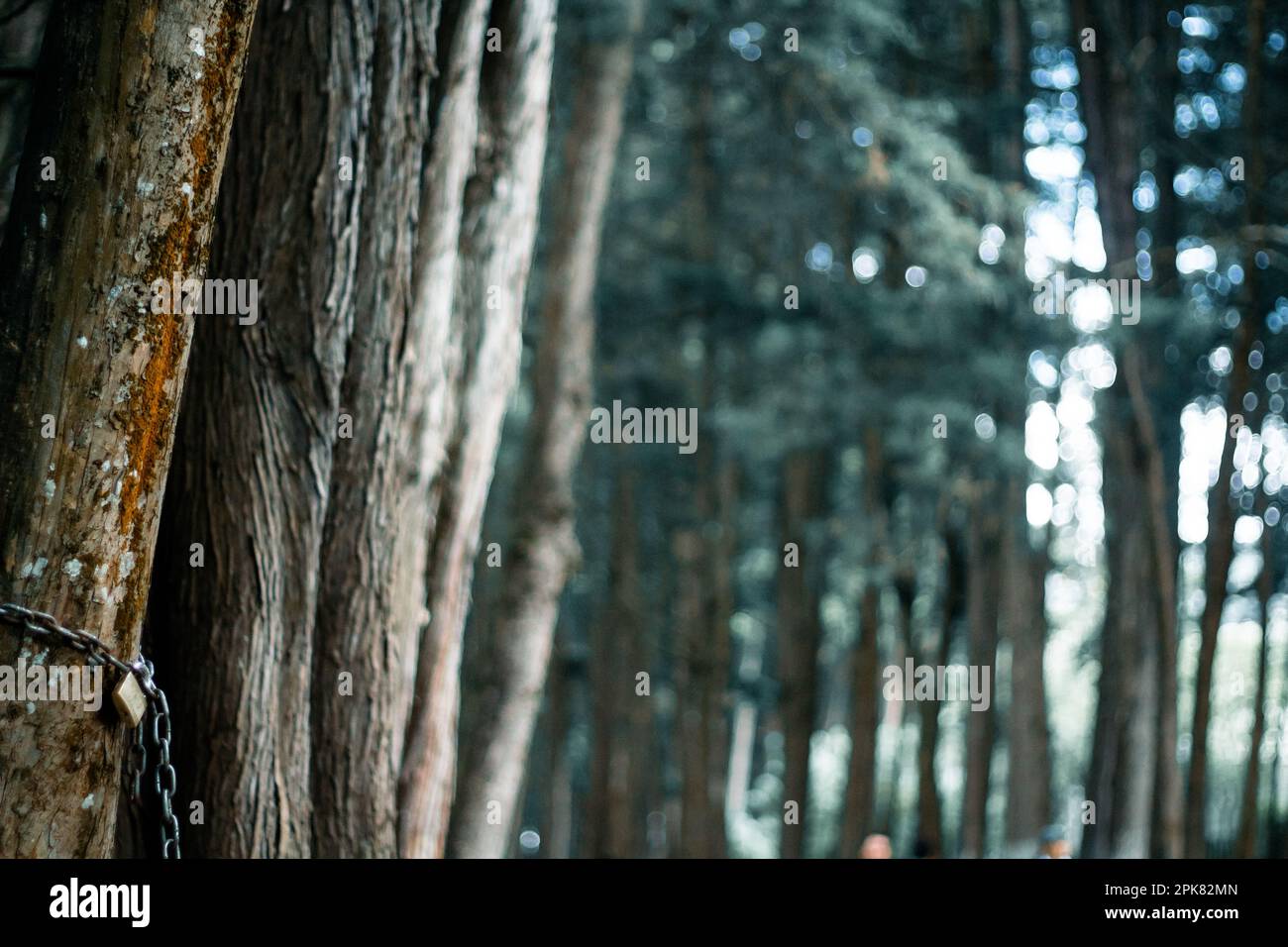 Cold Forest at Antigua Guatemala Stock Photo - Alamy