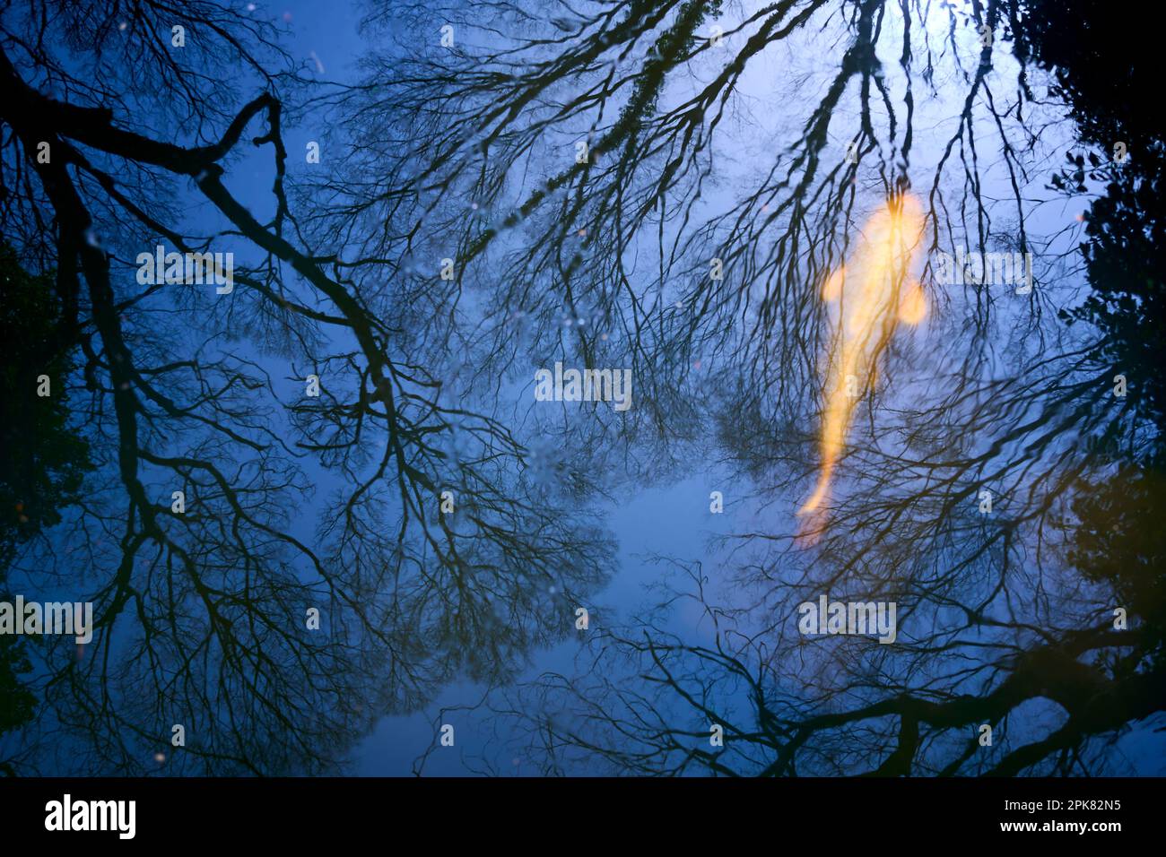 Carp tree hi-res stock photography and images - Alamy