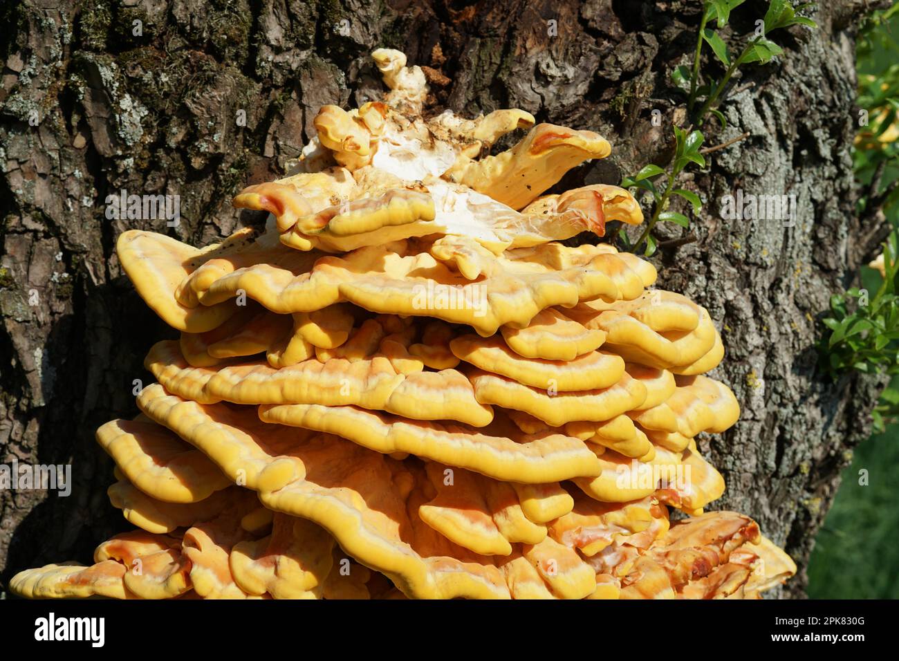 yellow brown tree fungus mushrooms on a big tree in Bavaria, Germany ...
