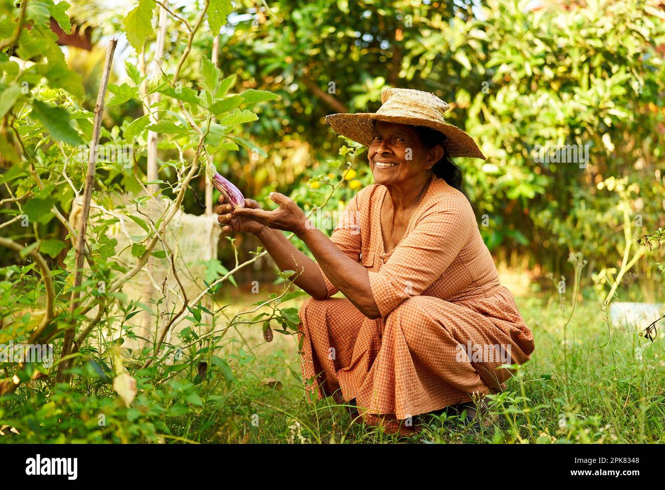 Senior Indian female farmer holding aubergine harvest smiling happily ...