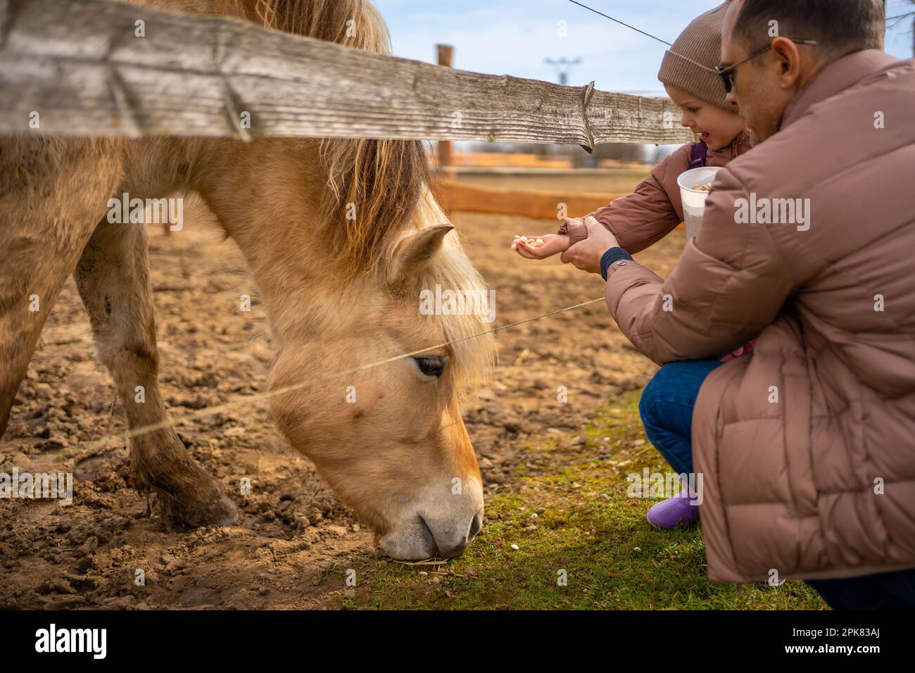 People feeding animals in contact zoo with domestic animals and people ...