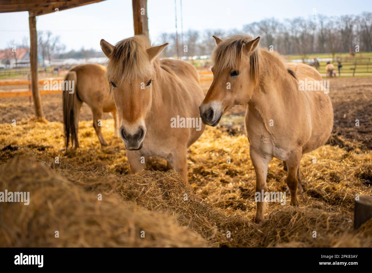 The Fjord horse or Norwegian Fjord Horse. Horse in a stable eating hay ...
