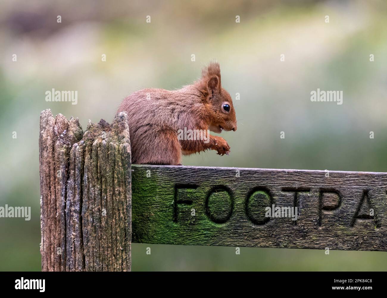A British Red Squirrel, (Sciurus vulgaris), sitting on an old wooden ...