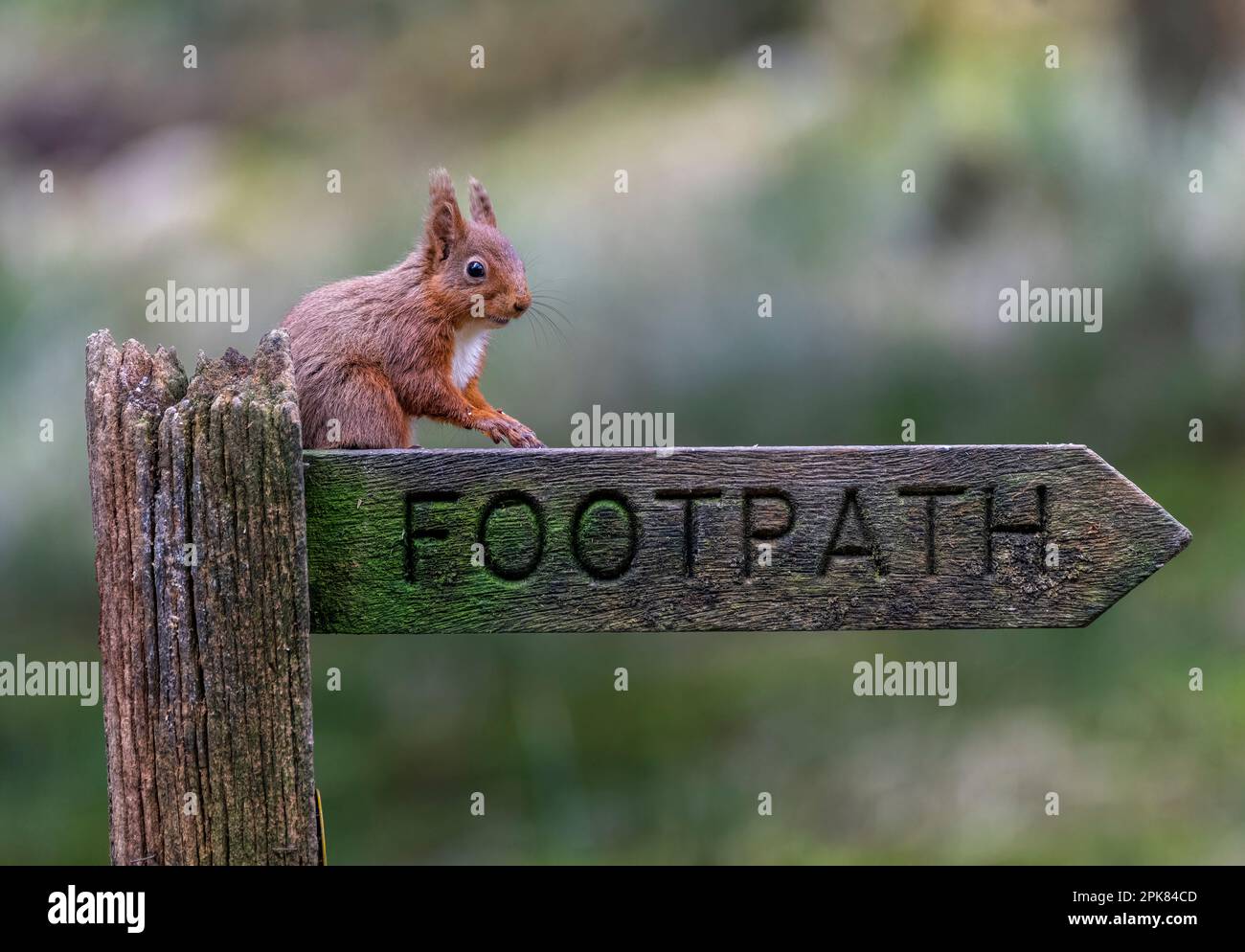 A British Red Squirrel, (Sciurus vulgaris), sitting on an old wooden ...