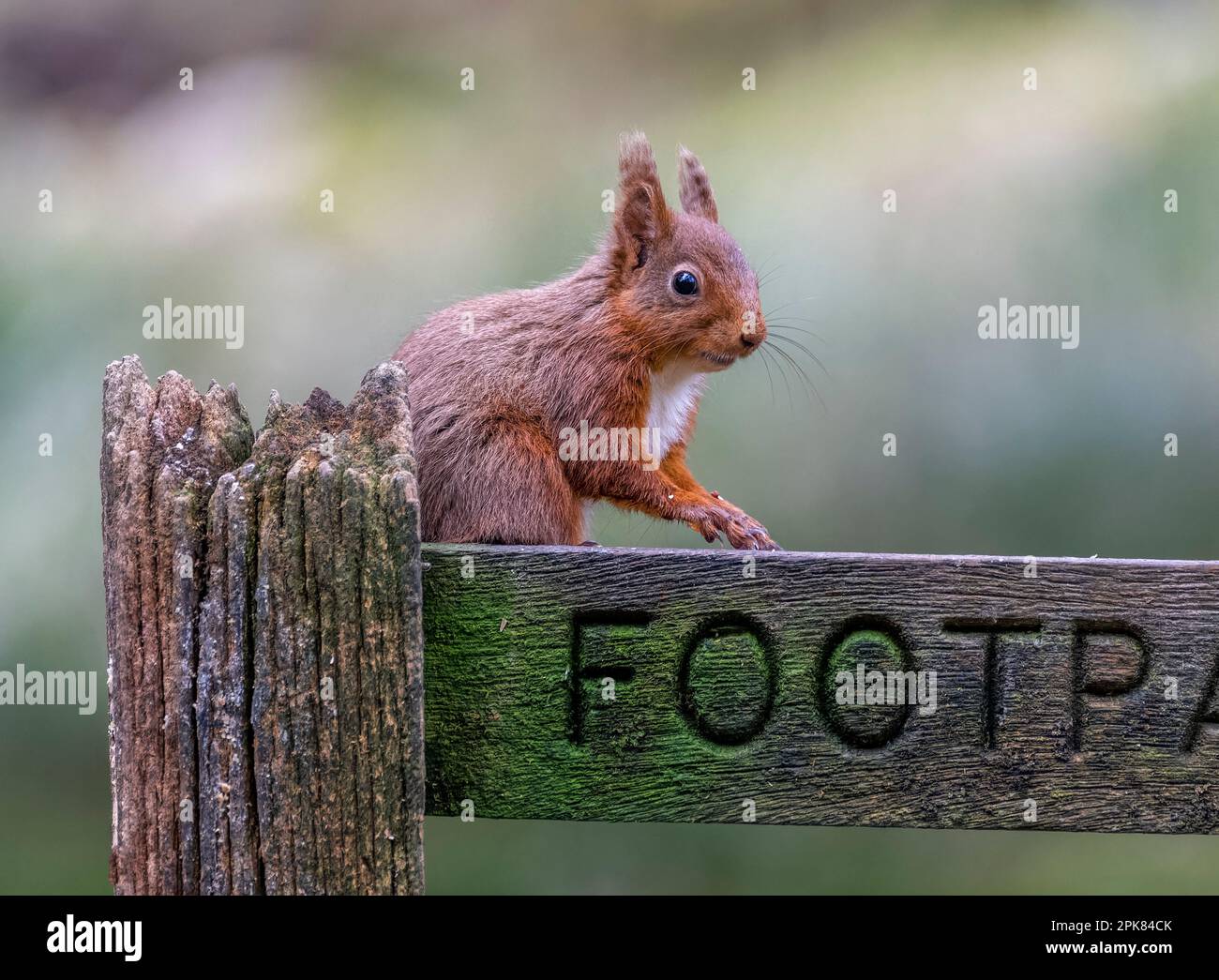 A British Red Squirrel, (Sciurus vulgaris), sitting on an old wooden ...