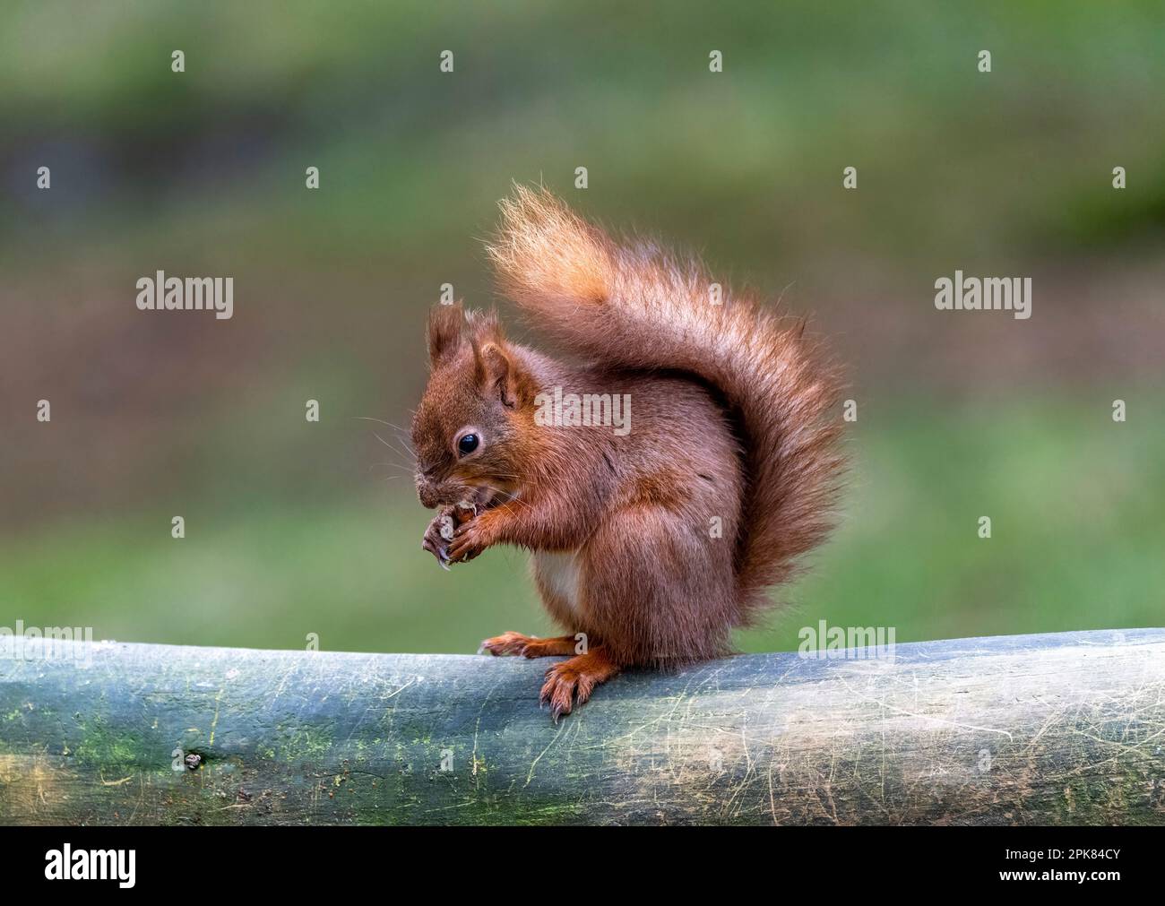 A solitary British Red Squirrel, (Sciurus vulgaris), sitting on a log ...