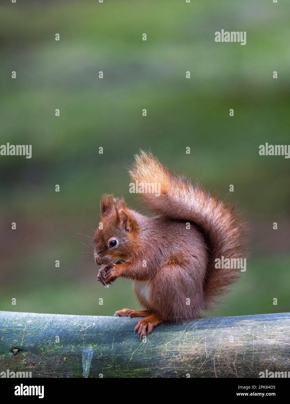 A solitary British Red Squirrel, (Sciurus vulgaris), sitting on a log ...