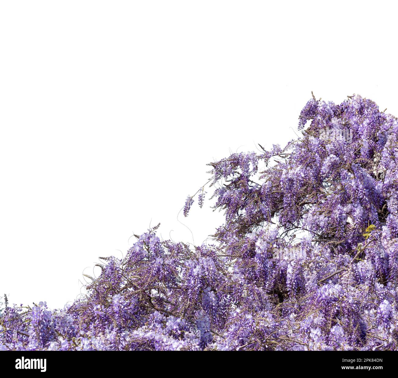 Wisteria flowering branch isolated on white with clipping path included ...