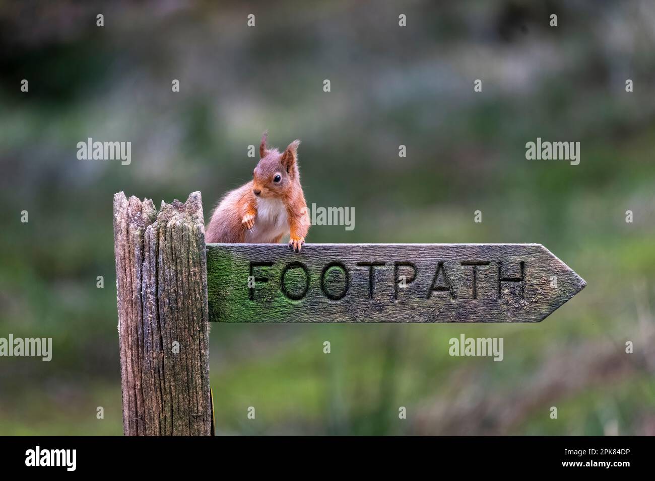 A British Red Squirrel, (Sciurus vulgaris), sitting on an old wooden ...