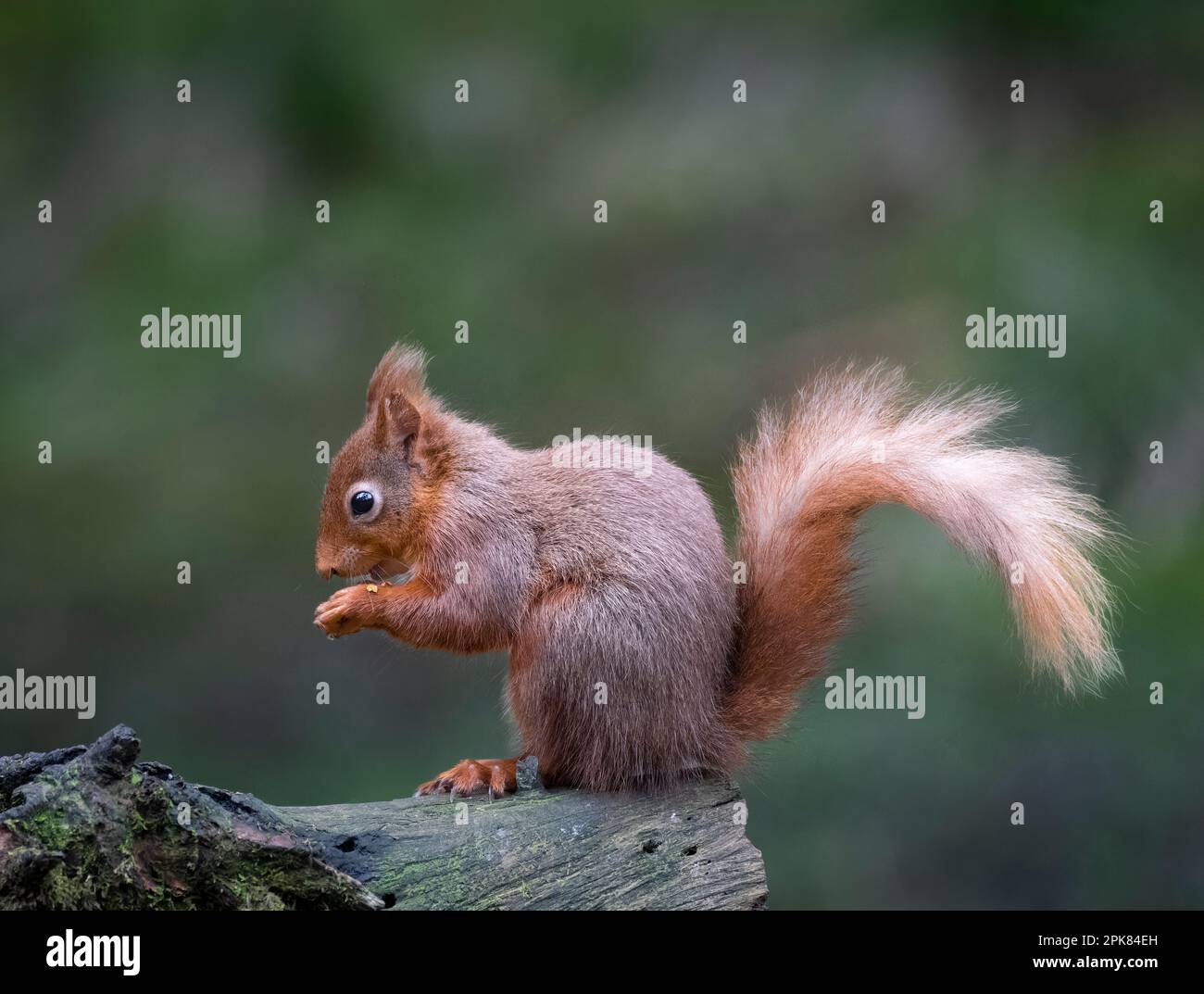 A solitary British Red Squirrel, (Sciurus vulgaris), sitting on a log ...
