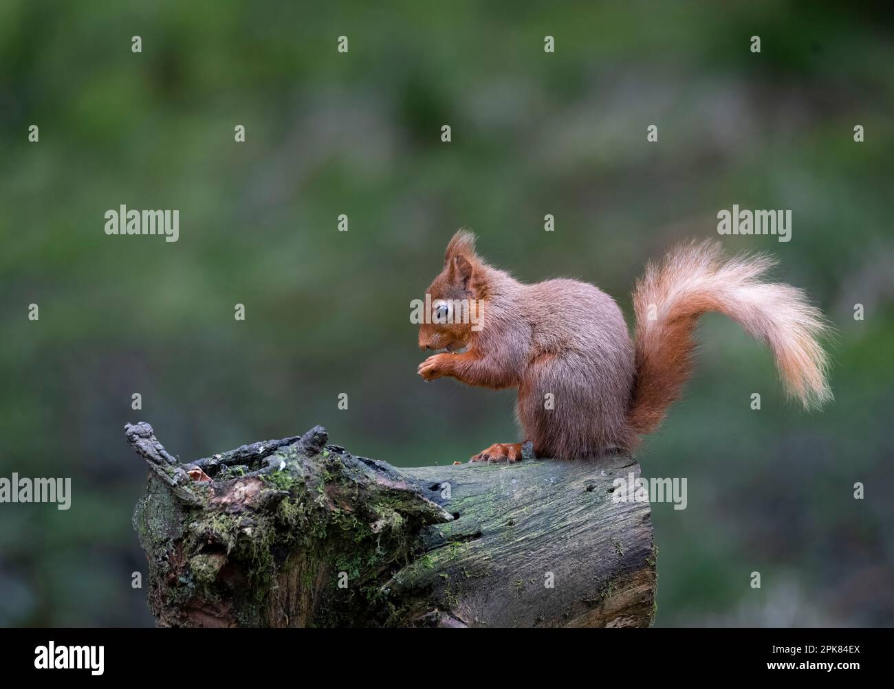 A solitary British Red Squirrel, (Sciurus vulgaris), sitting on a log ...