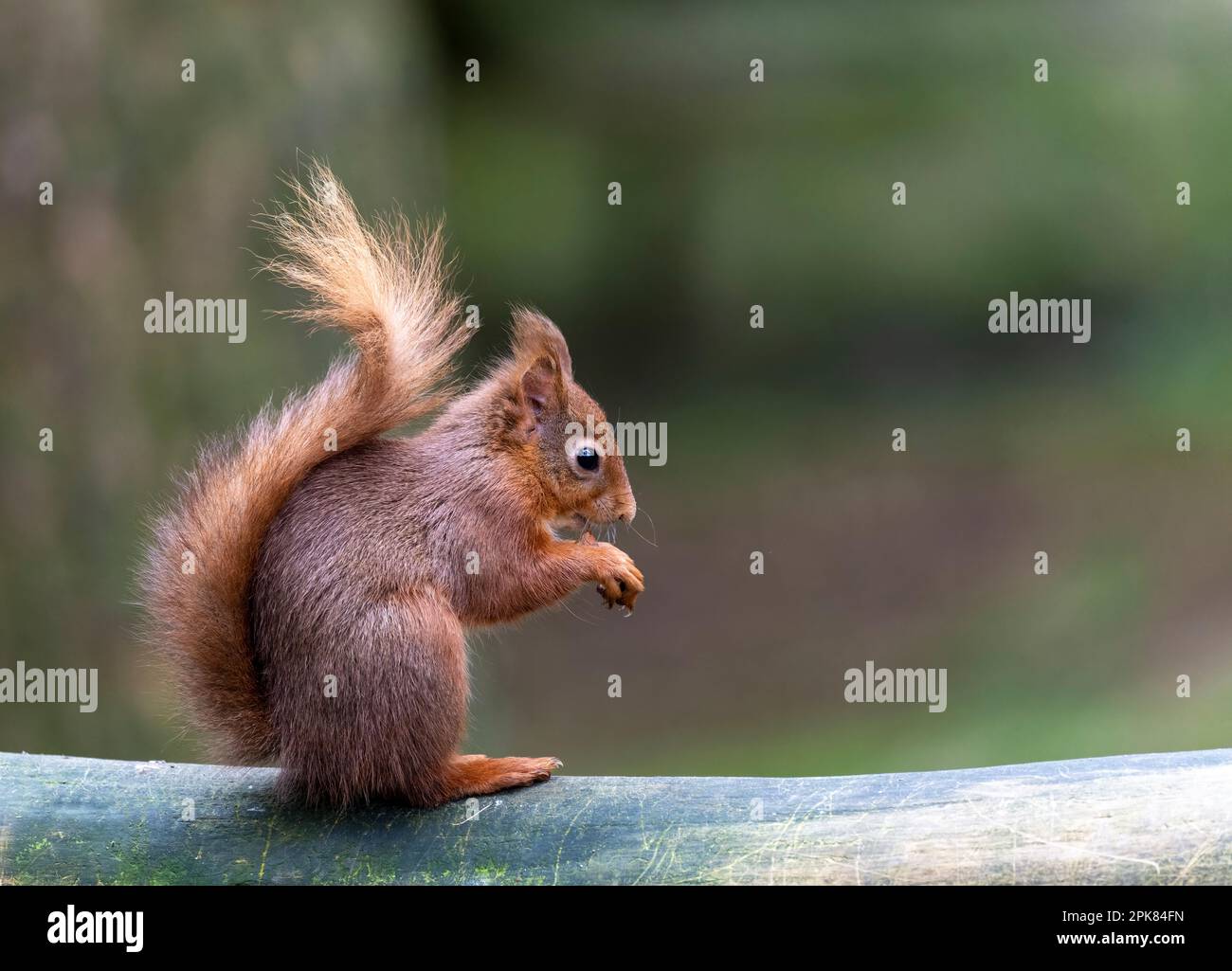 A solitary British Red Squirrel, (Sciurus vulgaris), sitting and eating ...