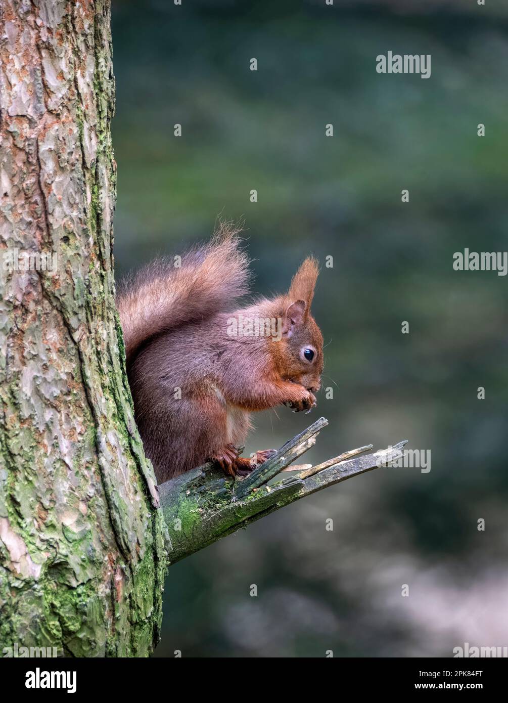 A solitary British Red Squirrel, (Sciurus vulgaris), sitting on a tree ...