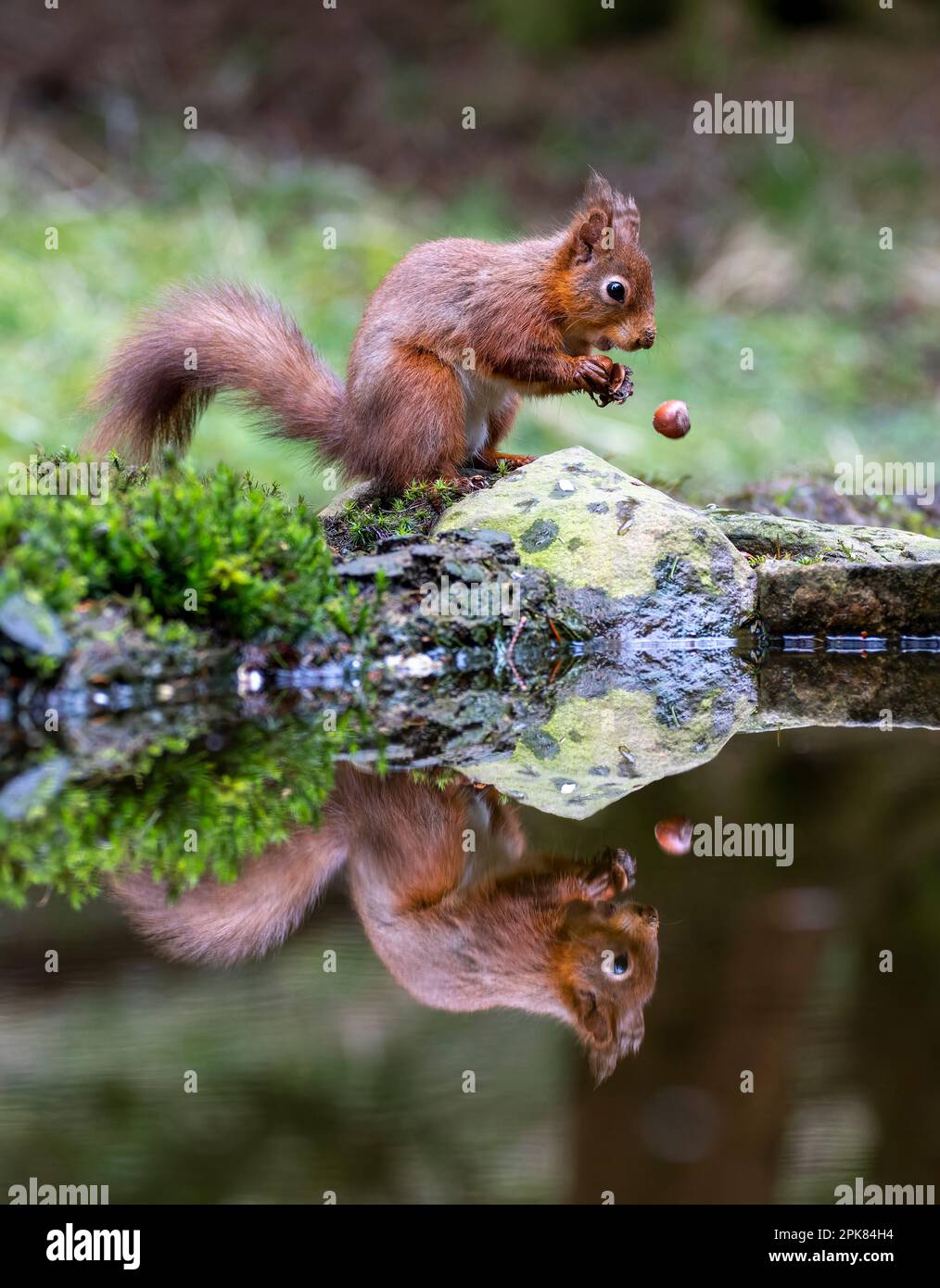 A British Red Squirrel, (Sciurus vulgaris), standing by a pool of water ...