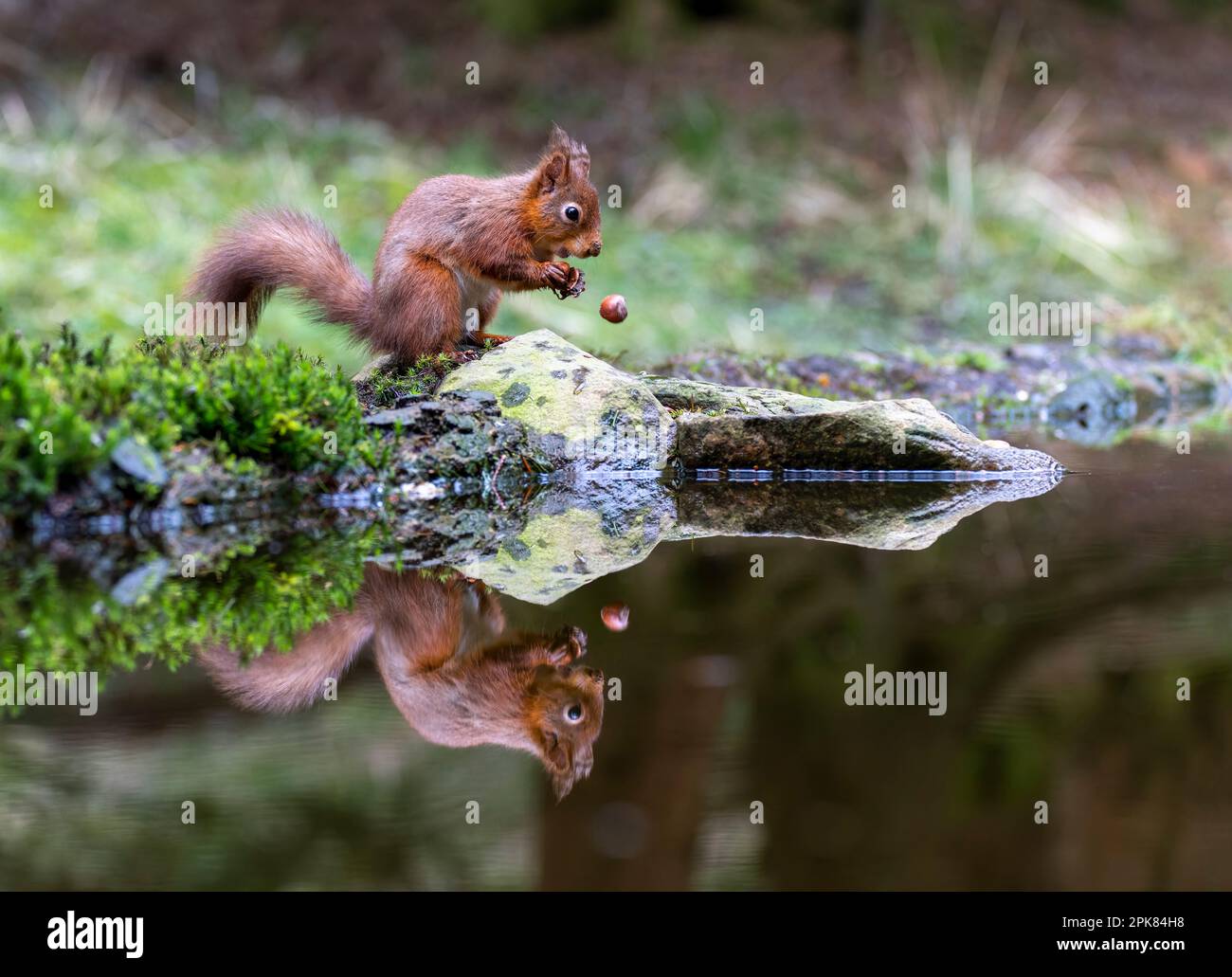 A British Red Squirrel, (Sciurus vulgaris), standing by a pool of water ...