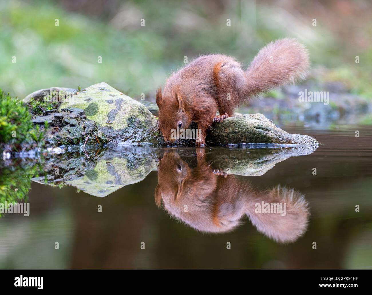 A British Red Squirrel, (Sciurus vulgaris), drinking from a pool of ...