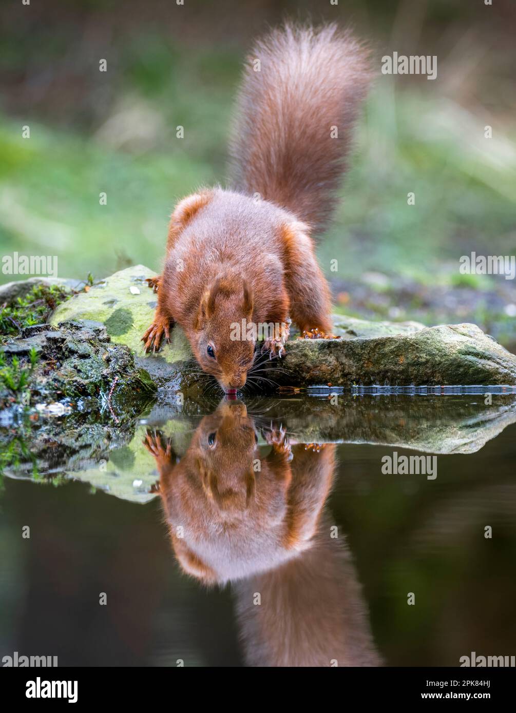 A British Red Squirrel, (Sciurus vulgaris), drinking from a pool of ...