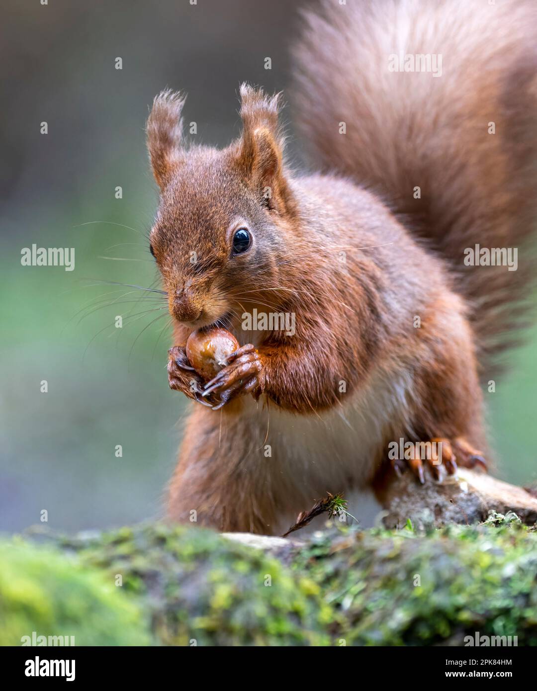 A solitary British Red Squirrel, (Sciurus vulgaris), sitting on a rock ...