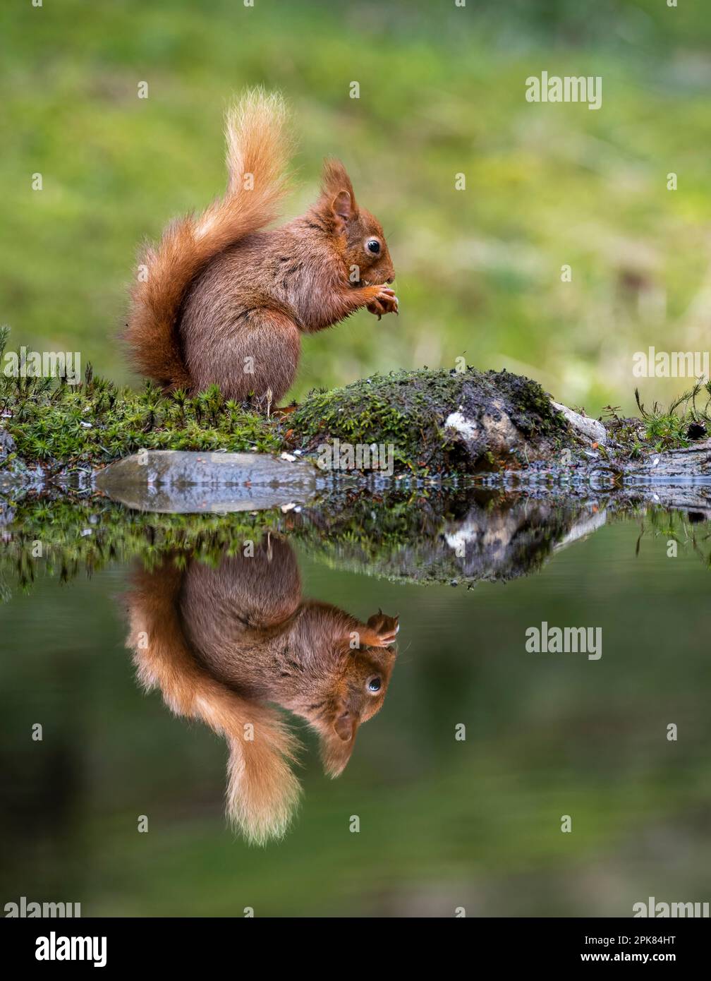 A British Red Squirrel, (Sciurus vulgaris), standing by a pool of water eating a Hazelnut, (with ...