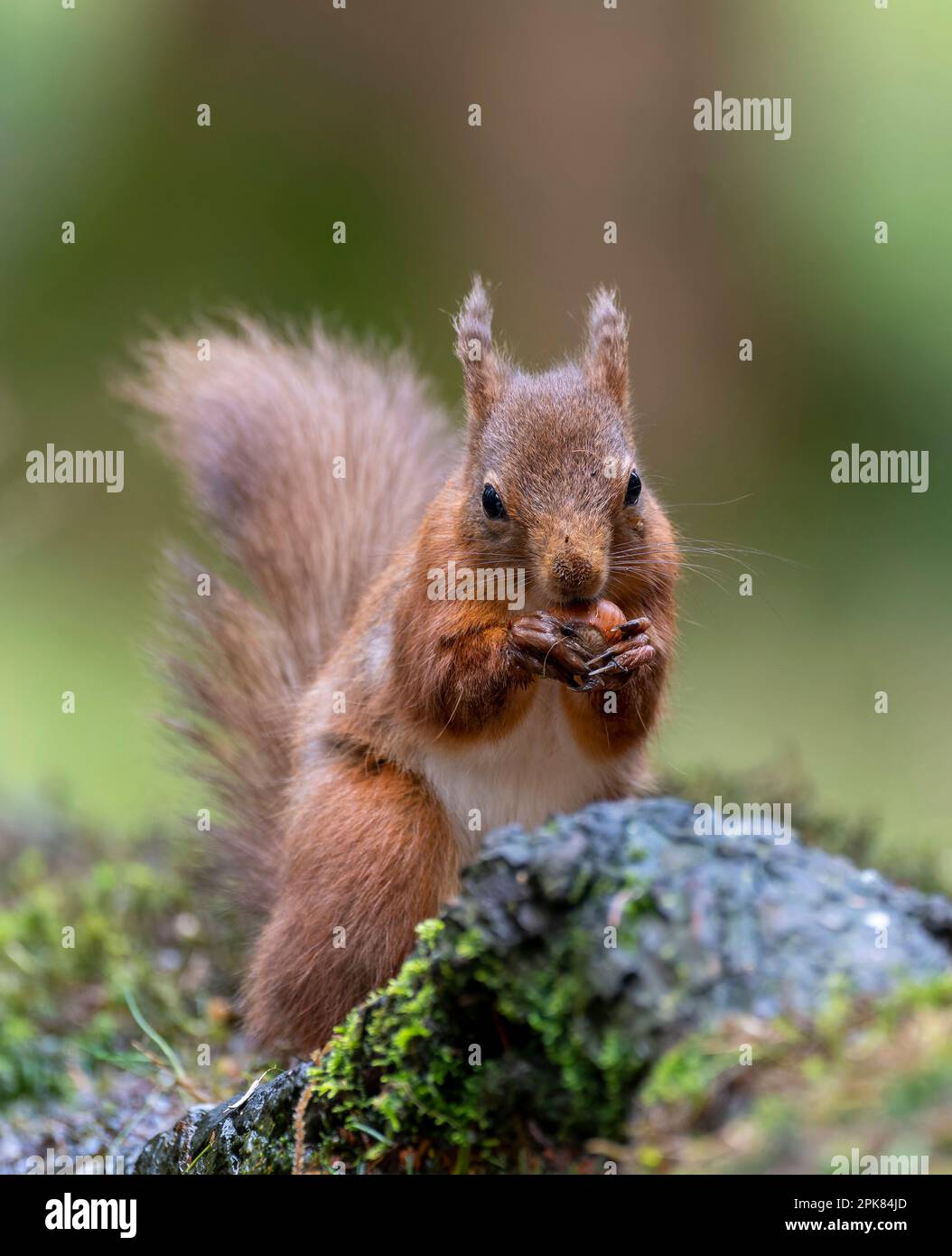A solitary British Red Squirrel, (Sciurus vulgaris), sitting on a rock ...